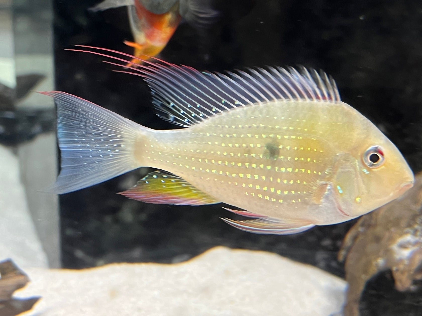 Threadfin Acara (Acarichthys heckelii) - shop Imperial Tropicals