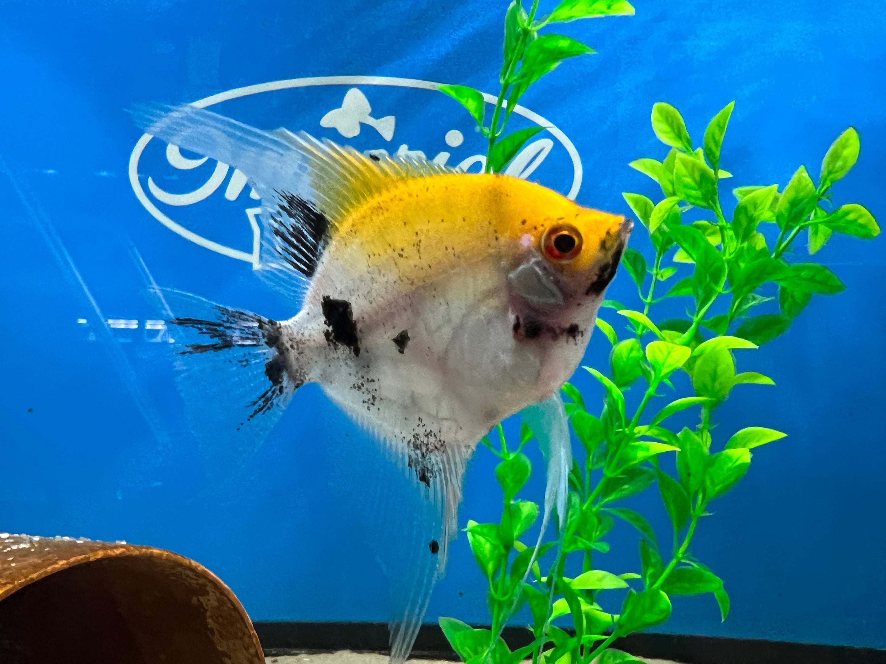 Koi Angelfish (Pterophyllum scalare) - shop Imperial Tropicals