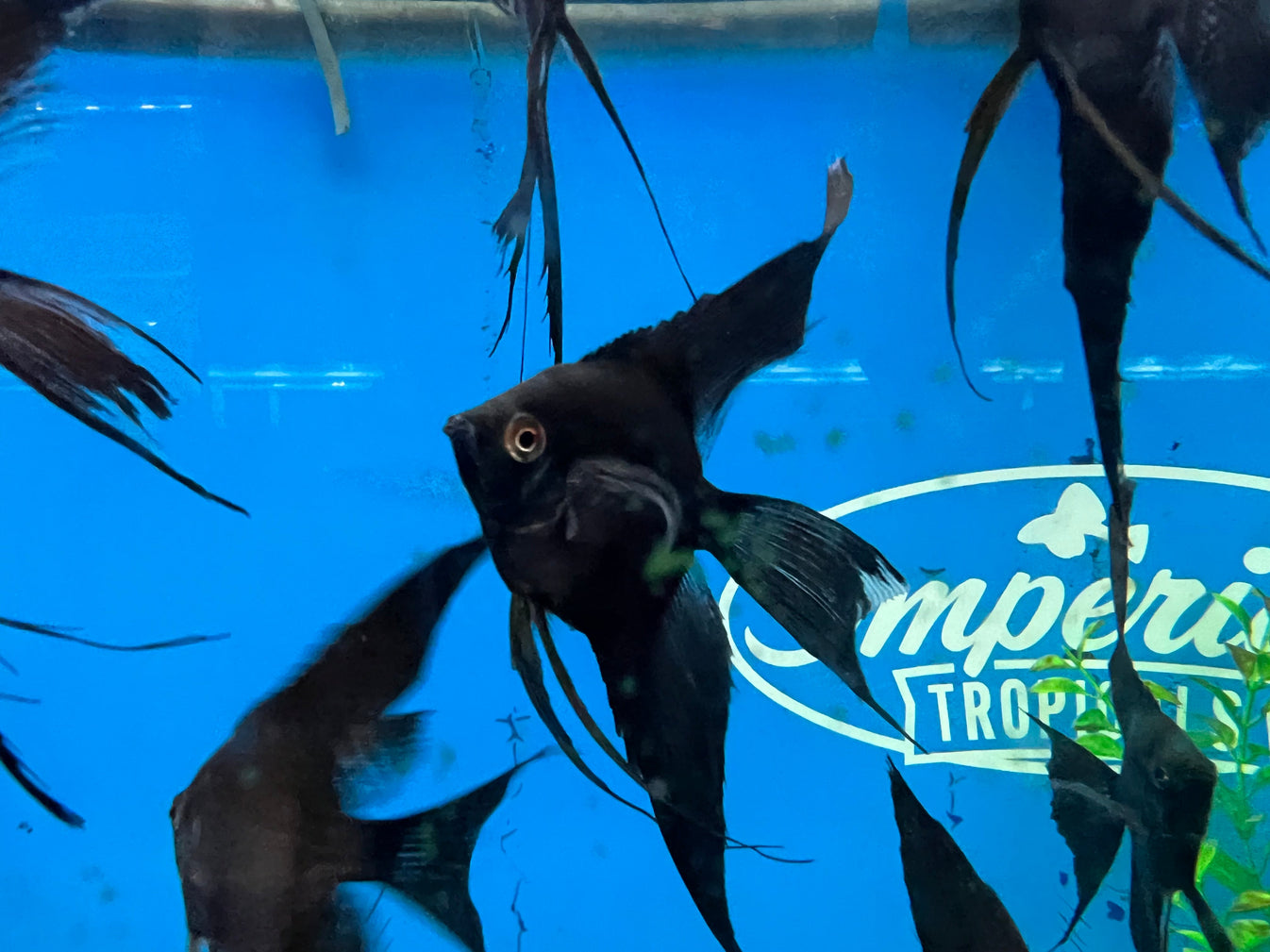 Black Veil-Tail Angelfish (Pterophyllum scalare) - shop Imperial Tropicals