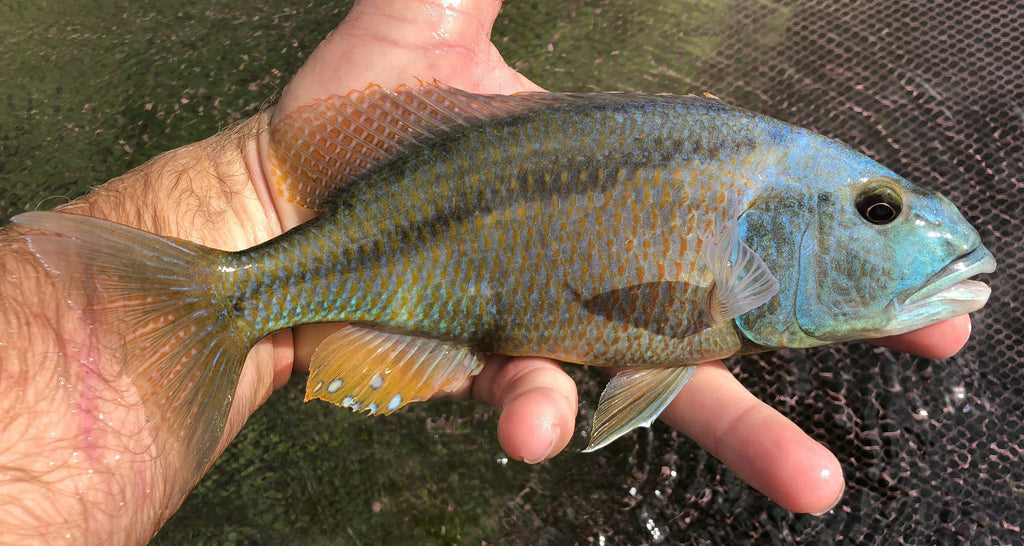 Malawi Hawk (Aristochromis christyi) – Imperial Tropicals