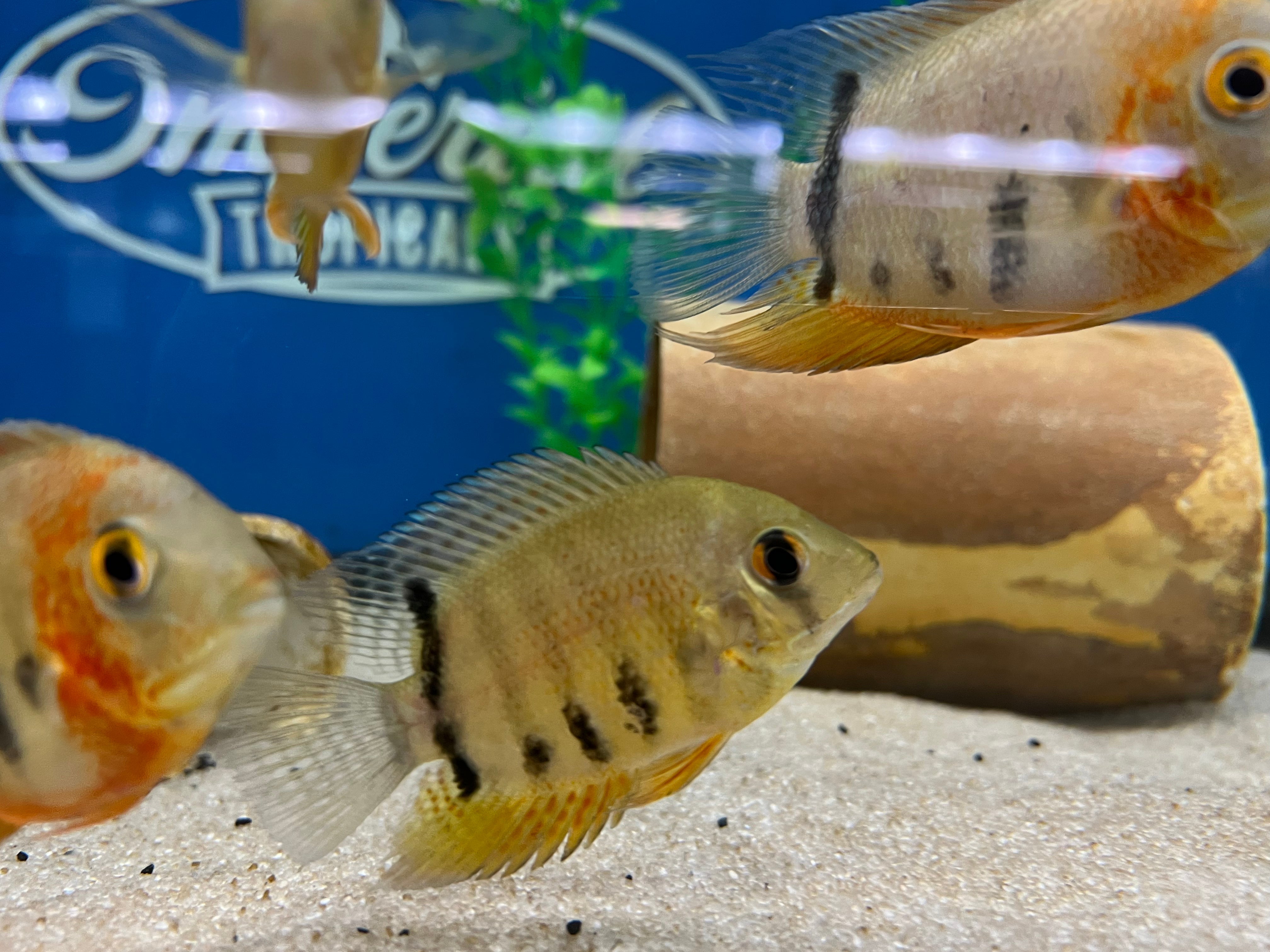 Red Shoulder Severum (Heros sp. Rotkeil) - shop Imperial Tropicals
