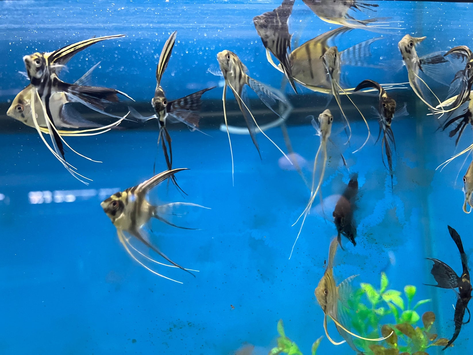 Assorted Veil-Tail Angelfish (Pterophyllum scalare) - shop Imperial ...