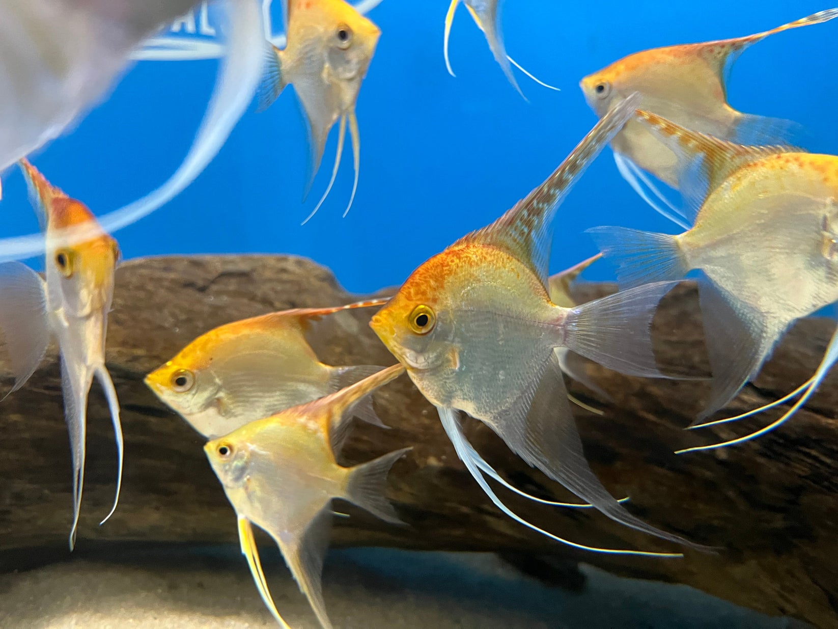 Gold Angelfish (Pterophyllum scalare) - shop Imperial Tropicals