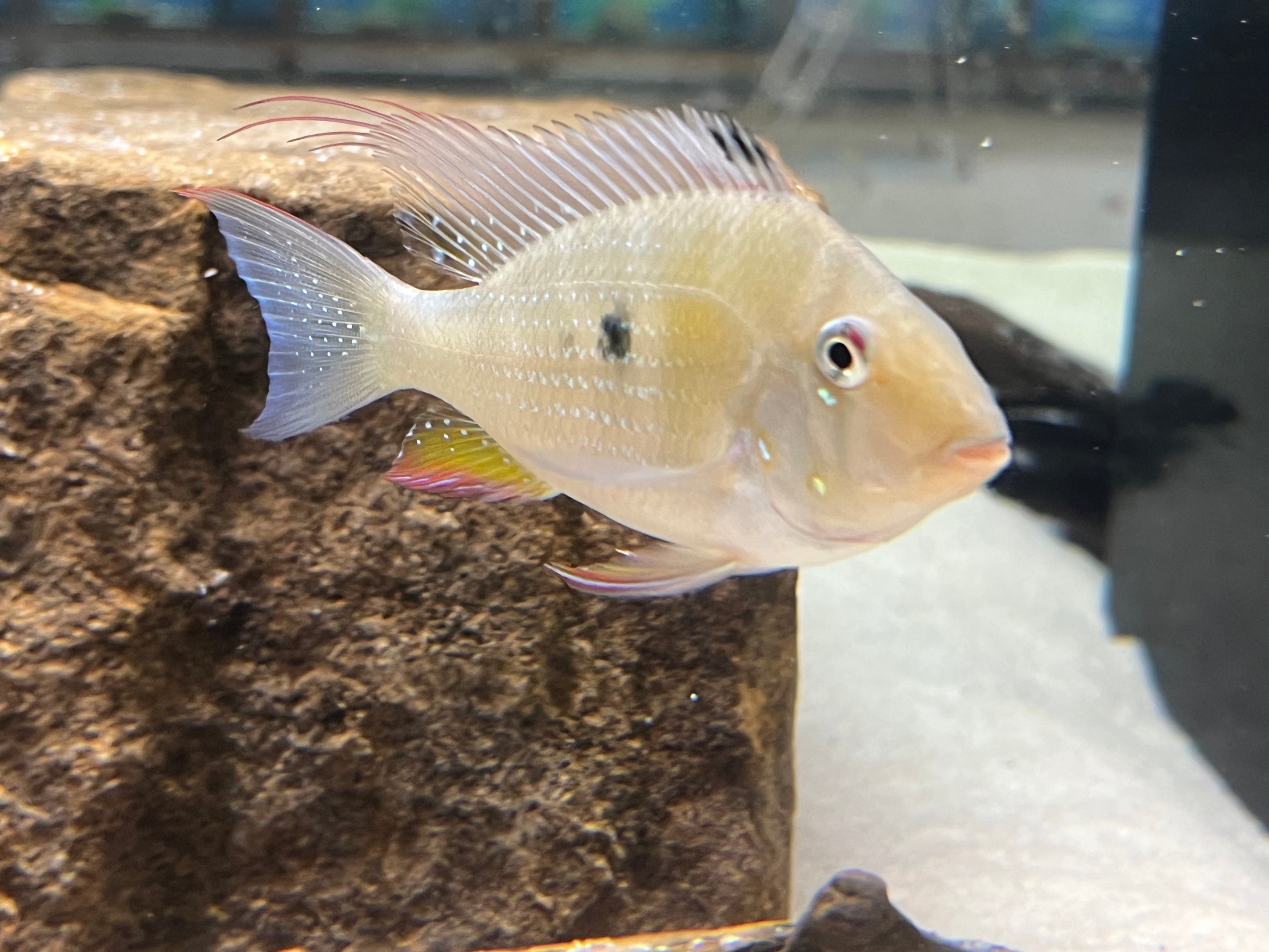 Threadfin Acara (Acarichthys heckelii) - shop Imperial Tropicals