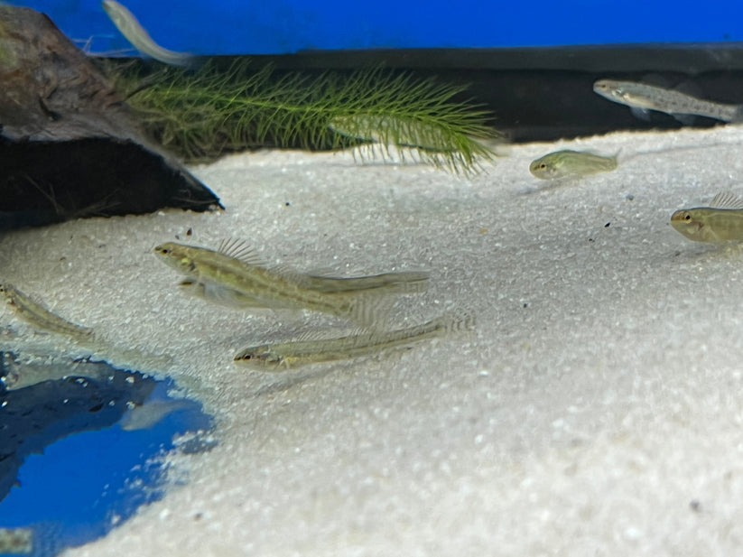 Swamp Darter ”Green Swamp” (Etheostoma fusiforme) - shop Imperial Tropicals