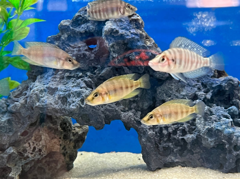 Red Fin Compressiceps (Altolamprologus compressiceps) - shop Imperial ...