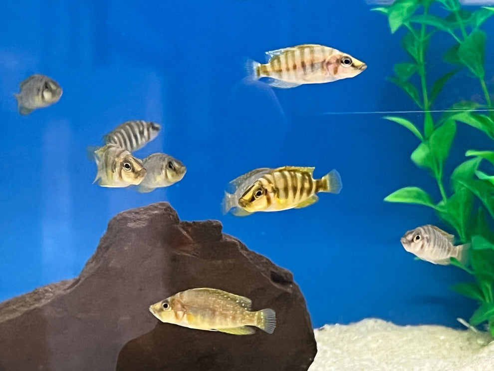 Fire Fin Compressiceps (Altolamprologus compressiceps) - shop Imperial ...