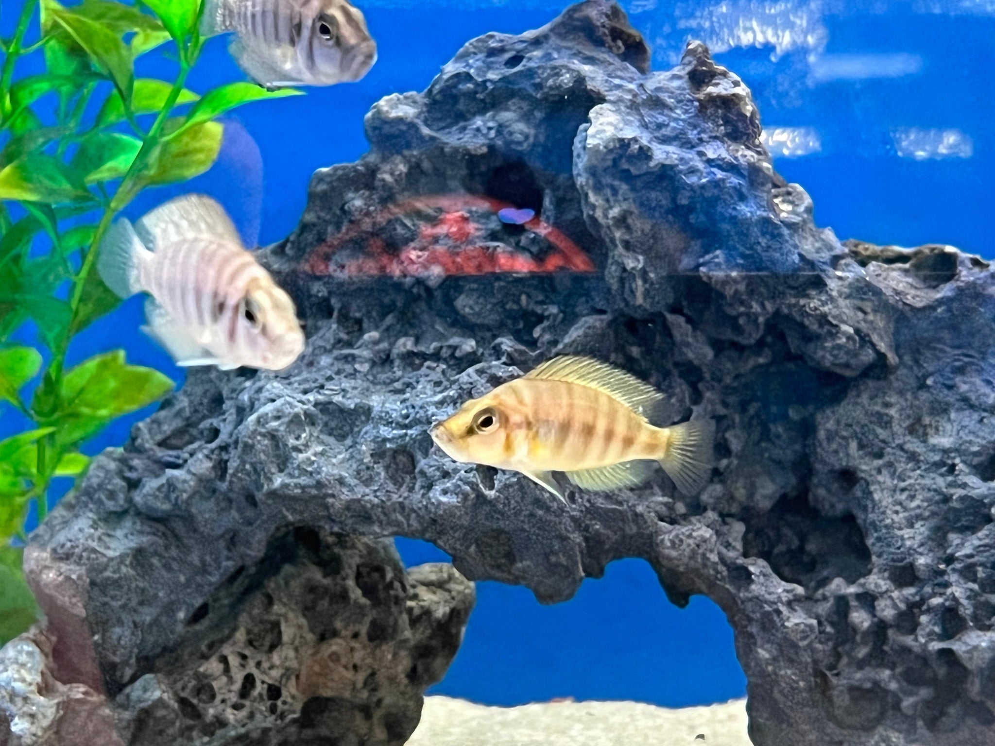 Red Fin Compressiceps (Altolamprologus compressiceps) - shop Imperial ...