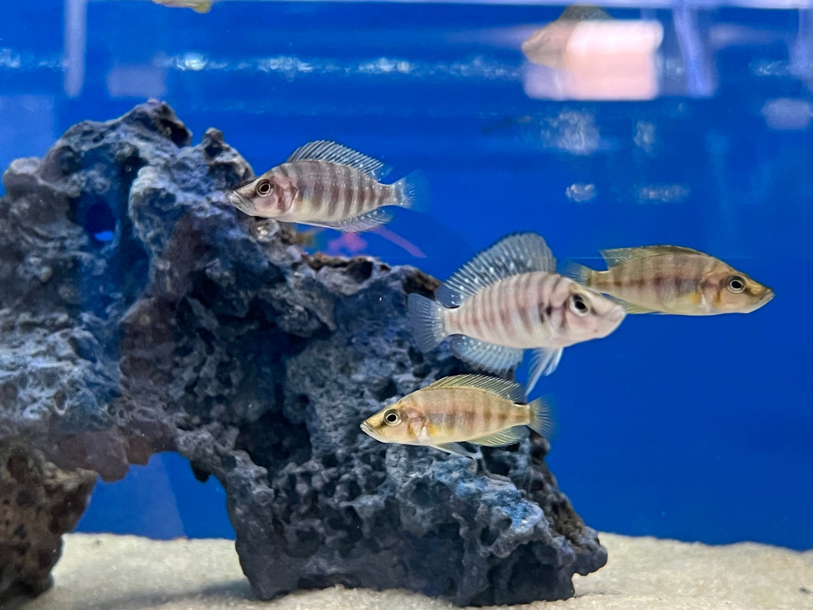 Red Fin Compressiceps (Altolamprologus compressiceps) - shop Imperial ...