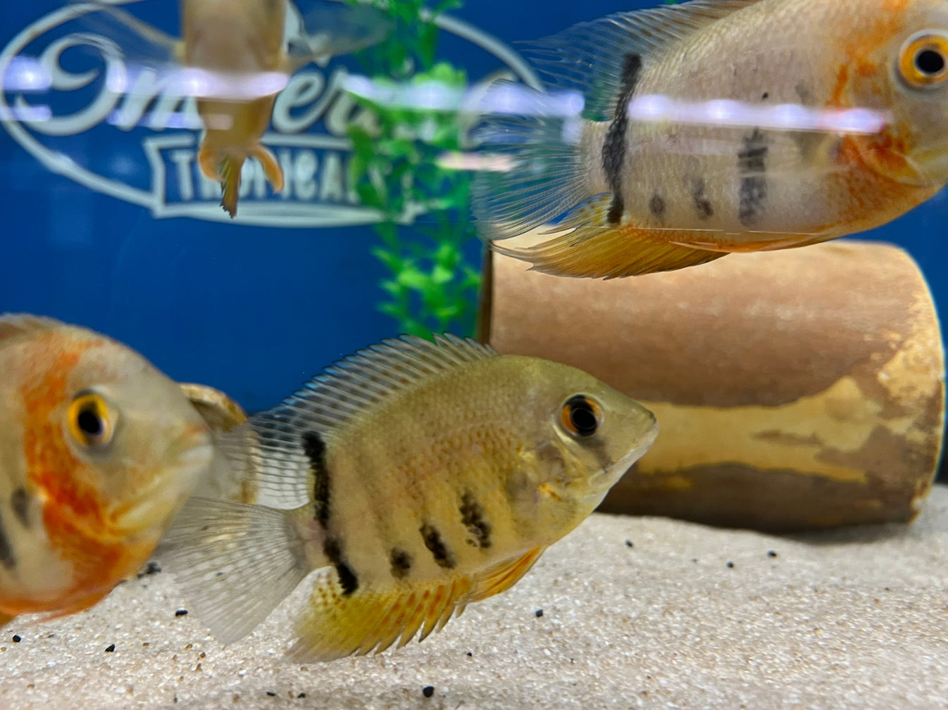 Red Shoulder Severum (Heros sp. Rotkeil) - shop Imperial Tropicals