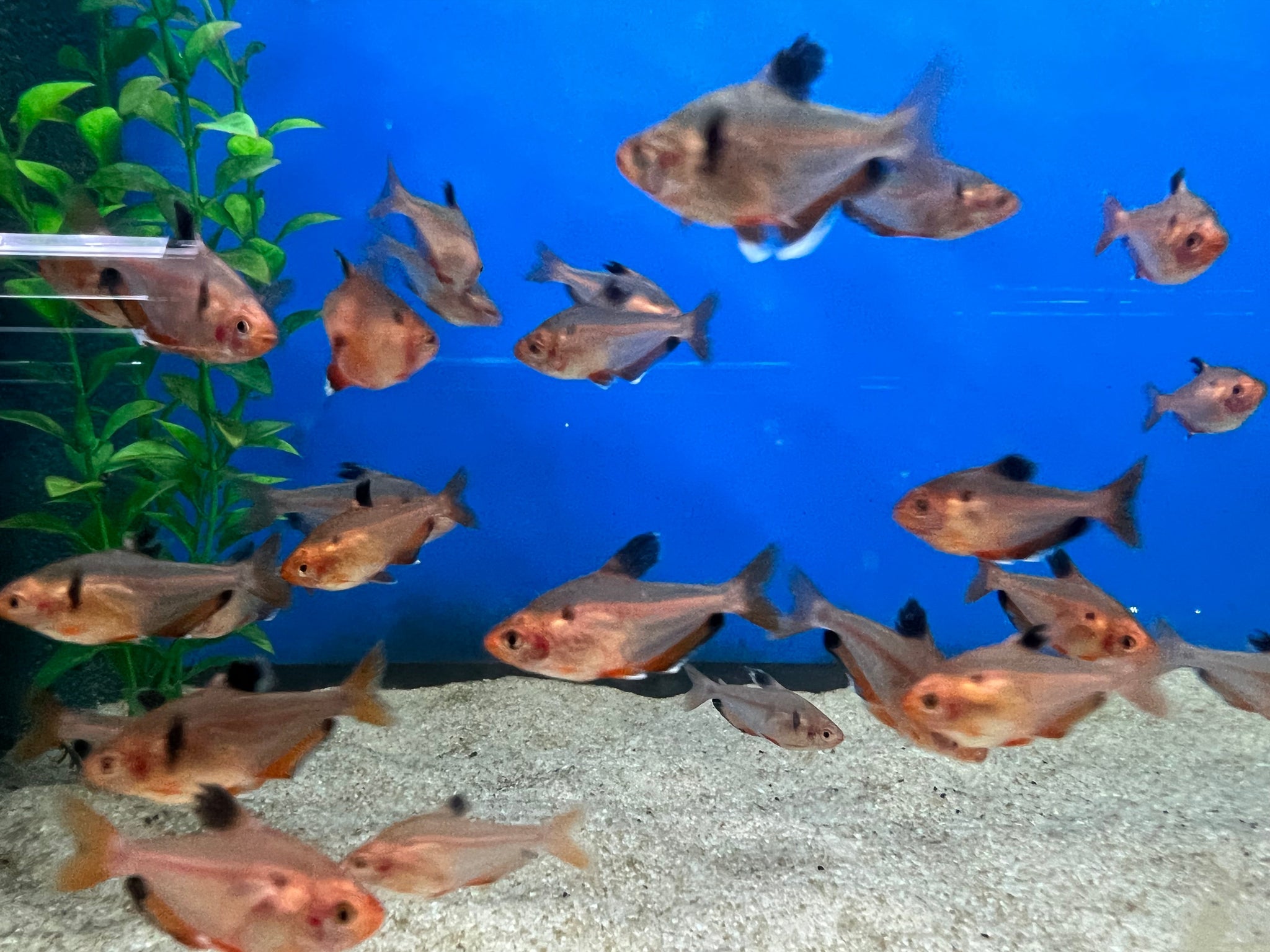 Red Serpae Tetra (Hyphessobrycon eques) - shop Imperial Tropicals