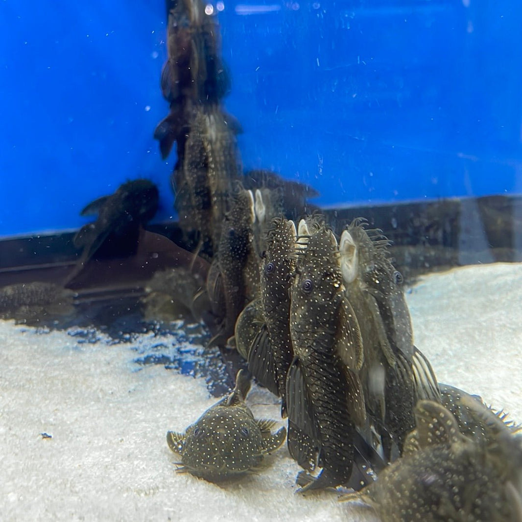 Plecos and Other Loricariids – Page 3 – Imperial Tropicals