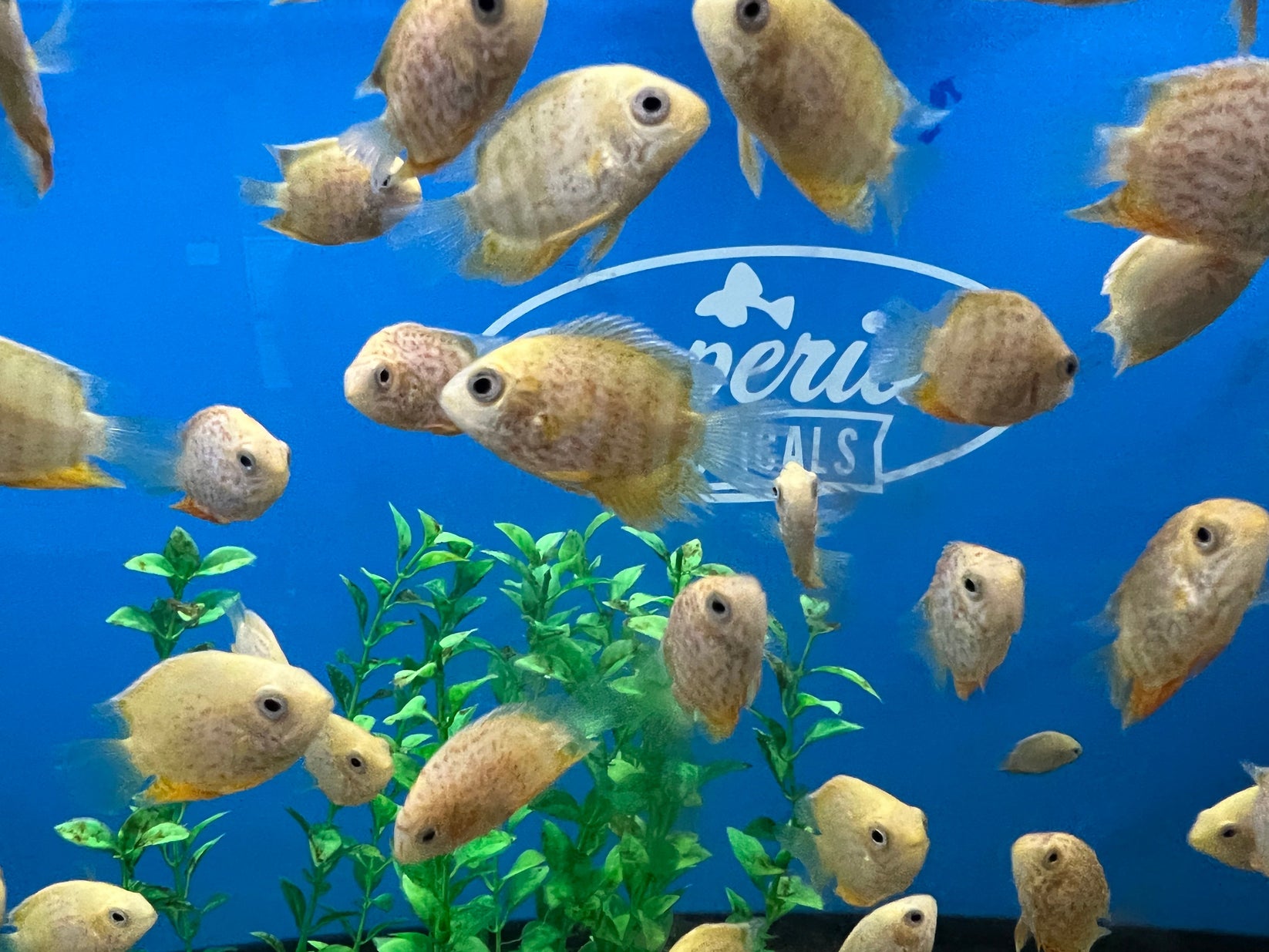 Red Spotted Severum (Heros sp.) - shop Imperial Tropicals