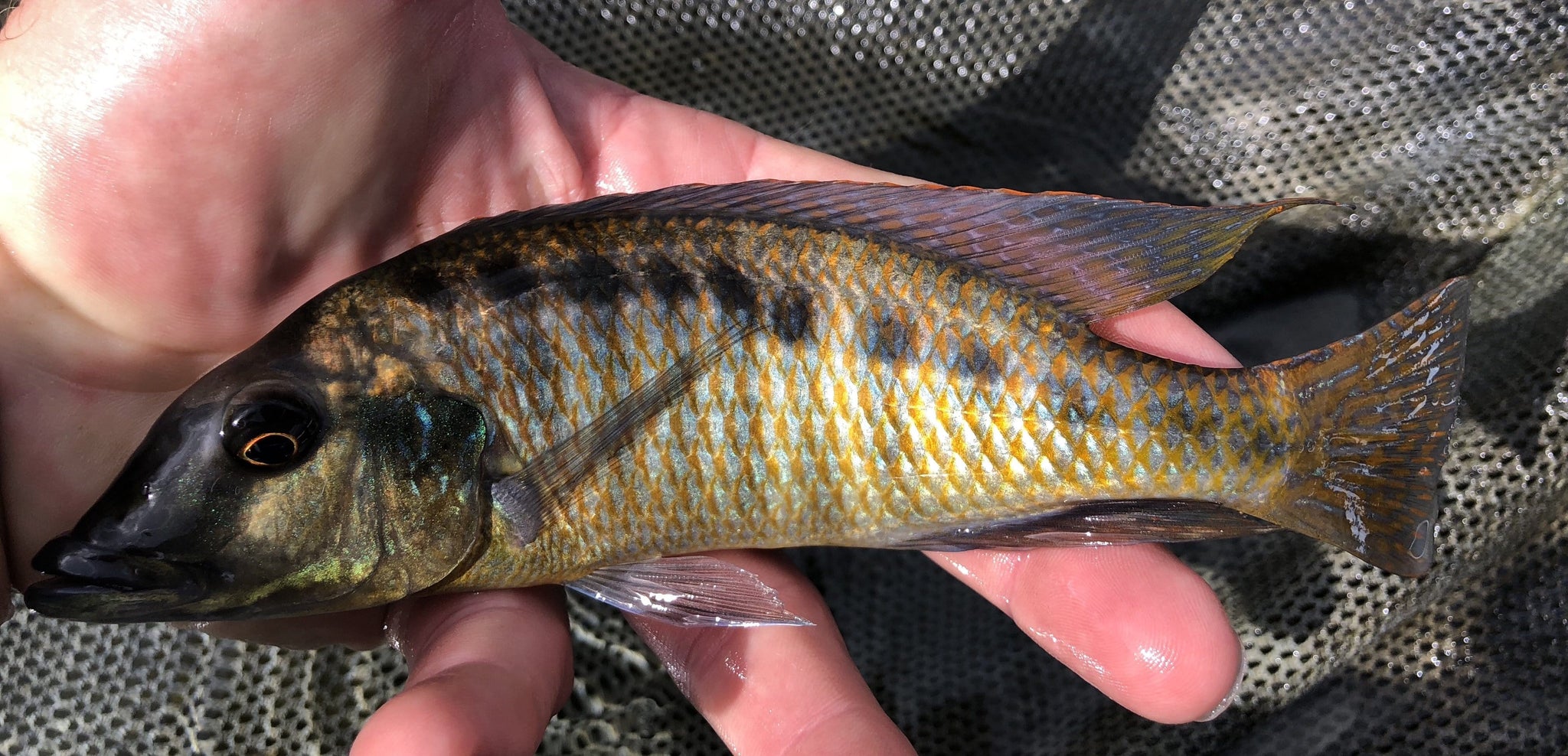 Malawi Gar (Lichnochromis acuticeps) - shop Imperial Tropicals