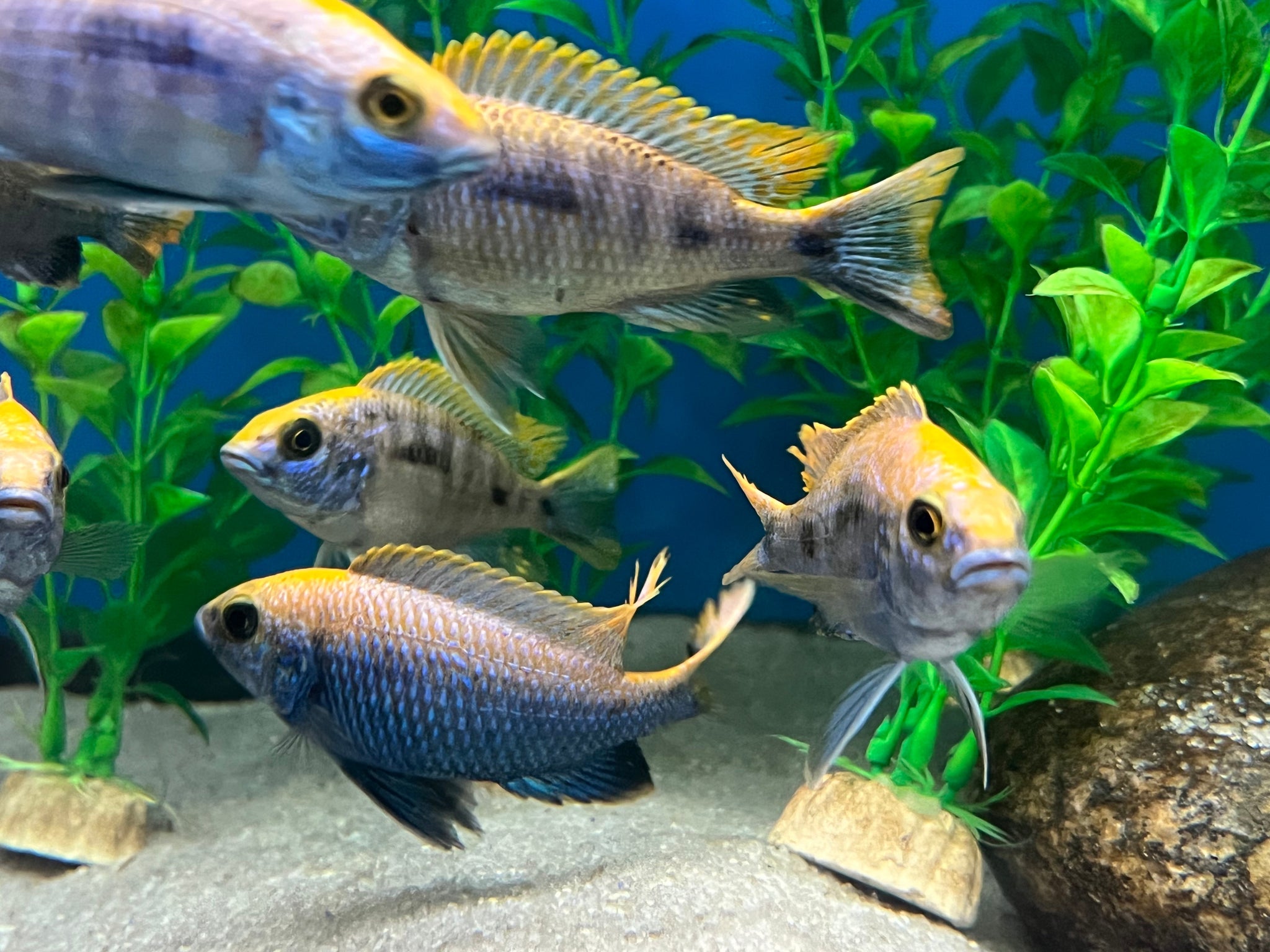 Yellow Blaze Iceberg (Sciaenochromis fryeri) - shop Imperial Tropicals