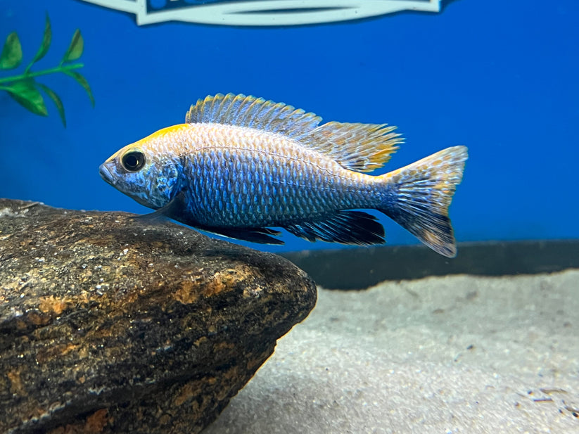 Yellow Blaze Iceberg (Sciaenochromis fryeri) - shop Imperial Tropicals