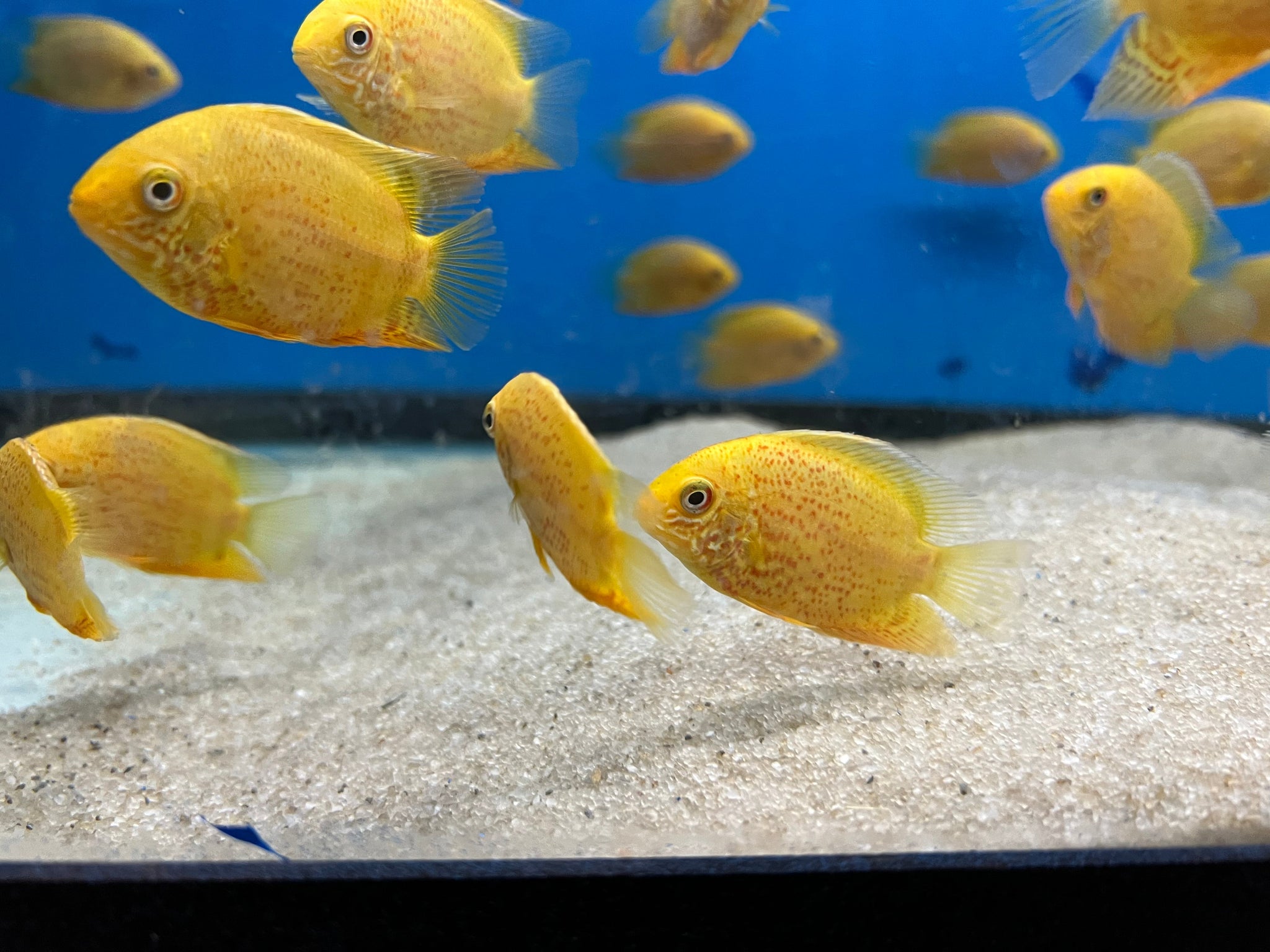 Red Spotted Severum (Heros sp.) - shop Imperial Tropicals