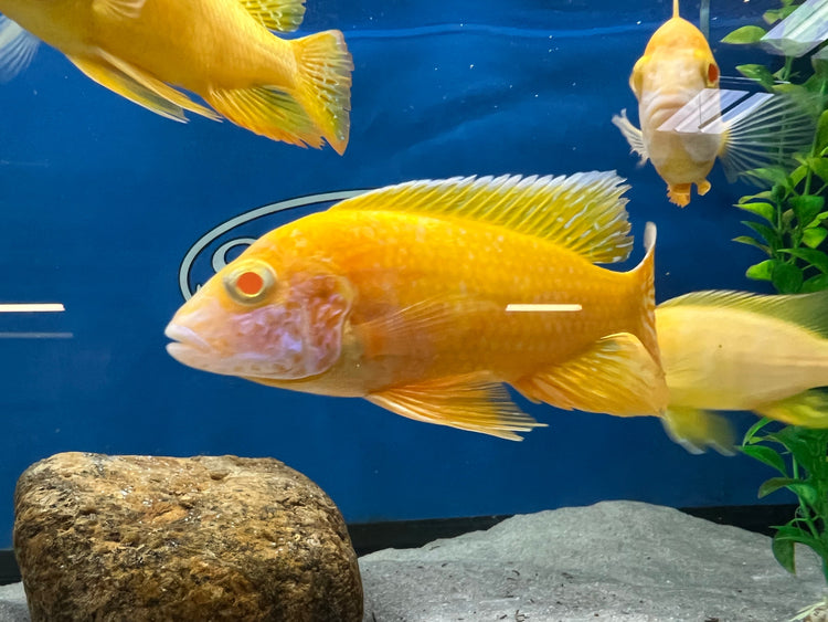 African cichlids – Imperial Tropicals