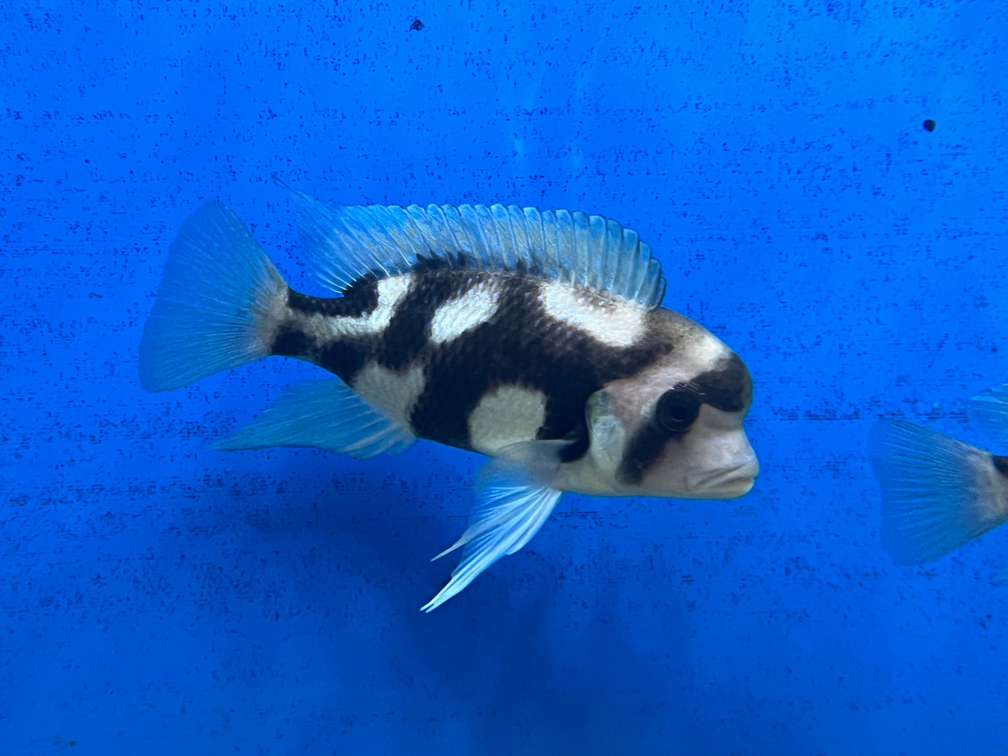 Black Widow Frontosa (Cyphotilapia frontosa) - shop Imperial Tropicals