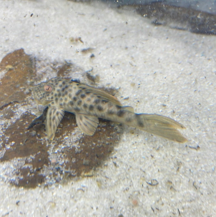 Plecos and Other Loricariids – Imperial Tropicals