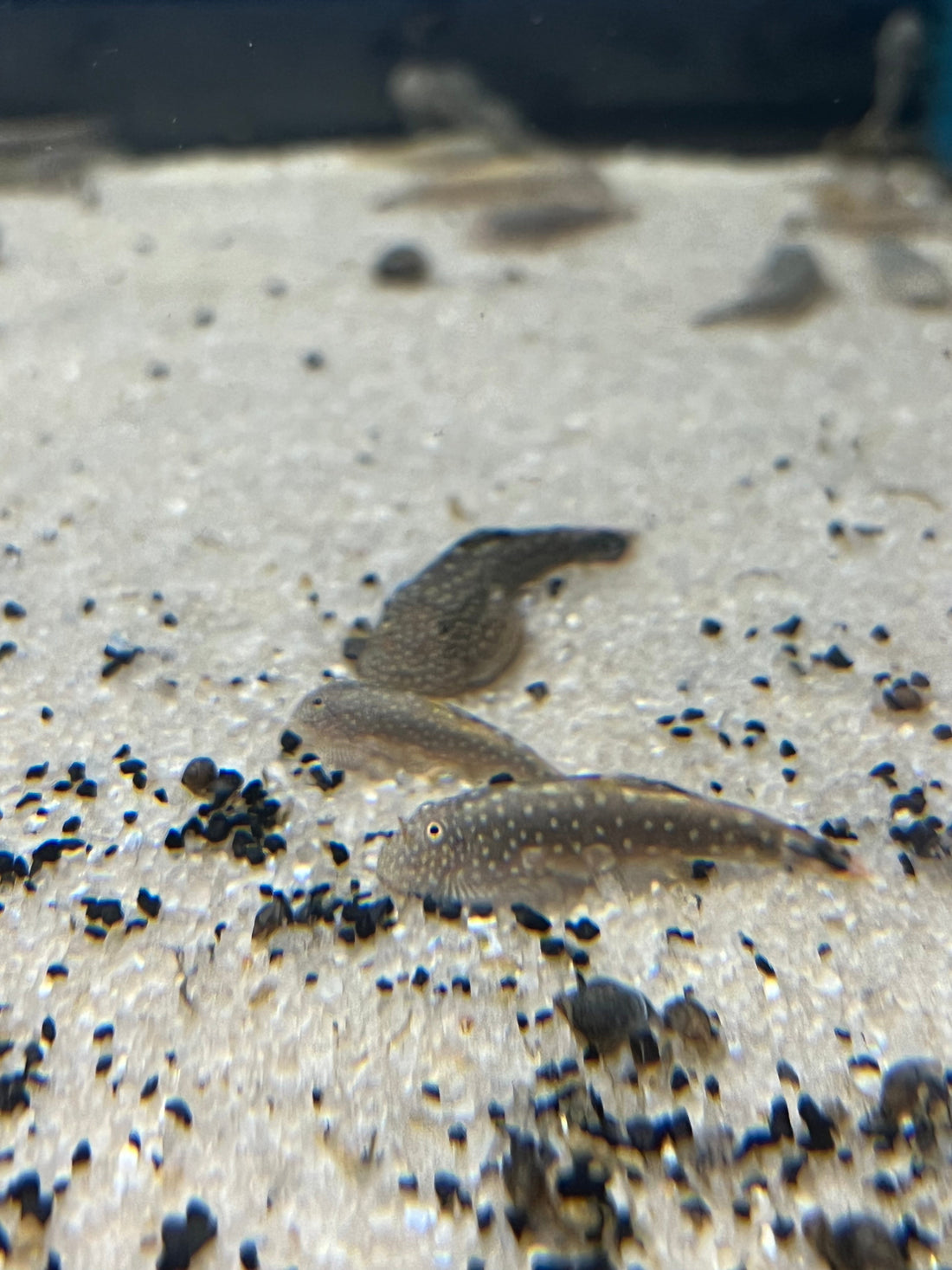 Borneo Sucker Loach (Pseudogastromyzon sp.) - shop Imperial Tropicals