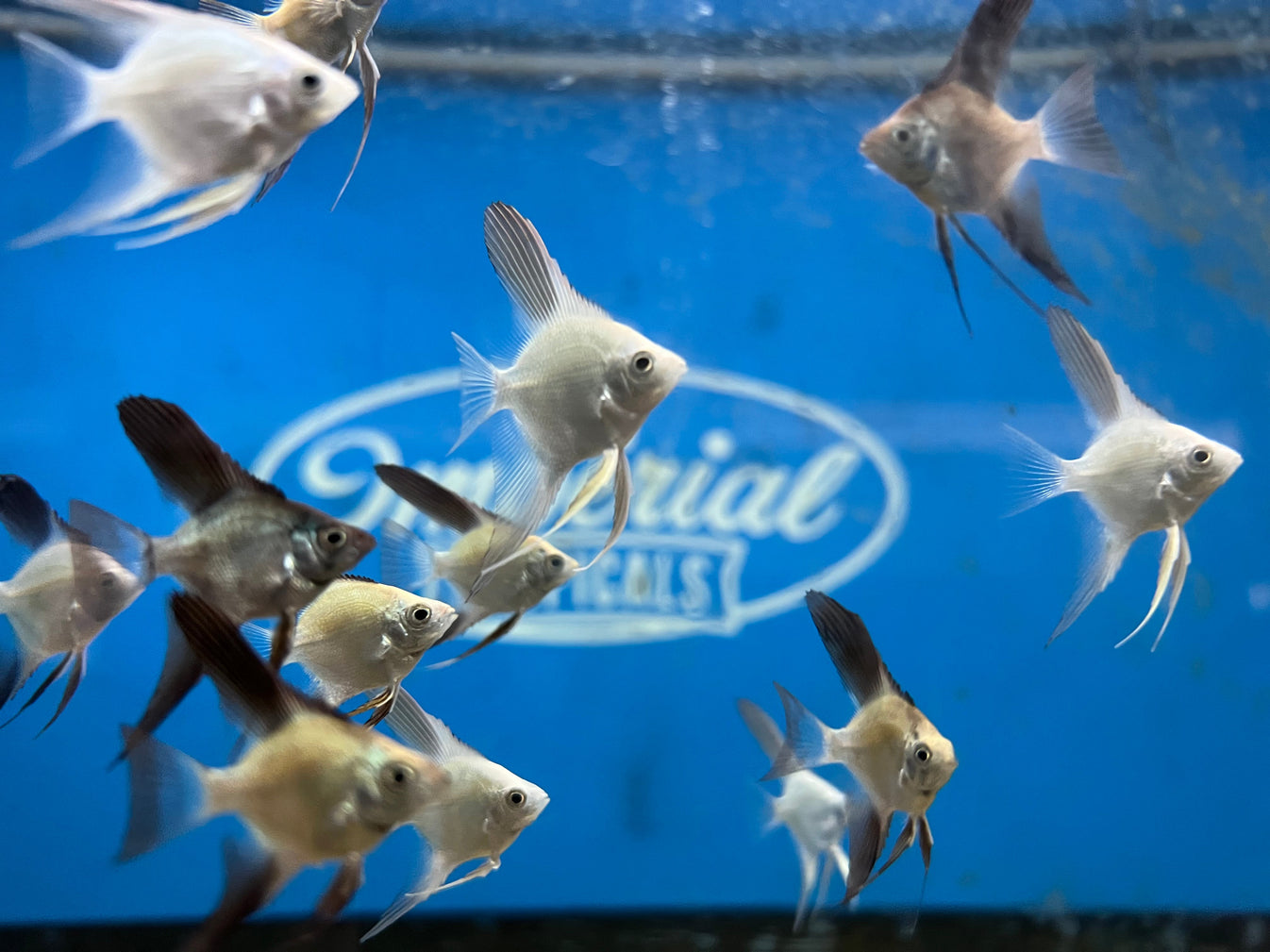 Bulgarian Green Angelfish (Pterophyllum scalare) - shop Imperial Tropicals