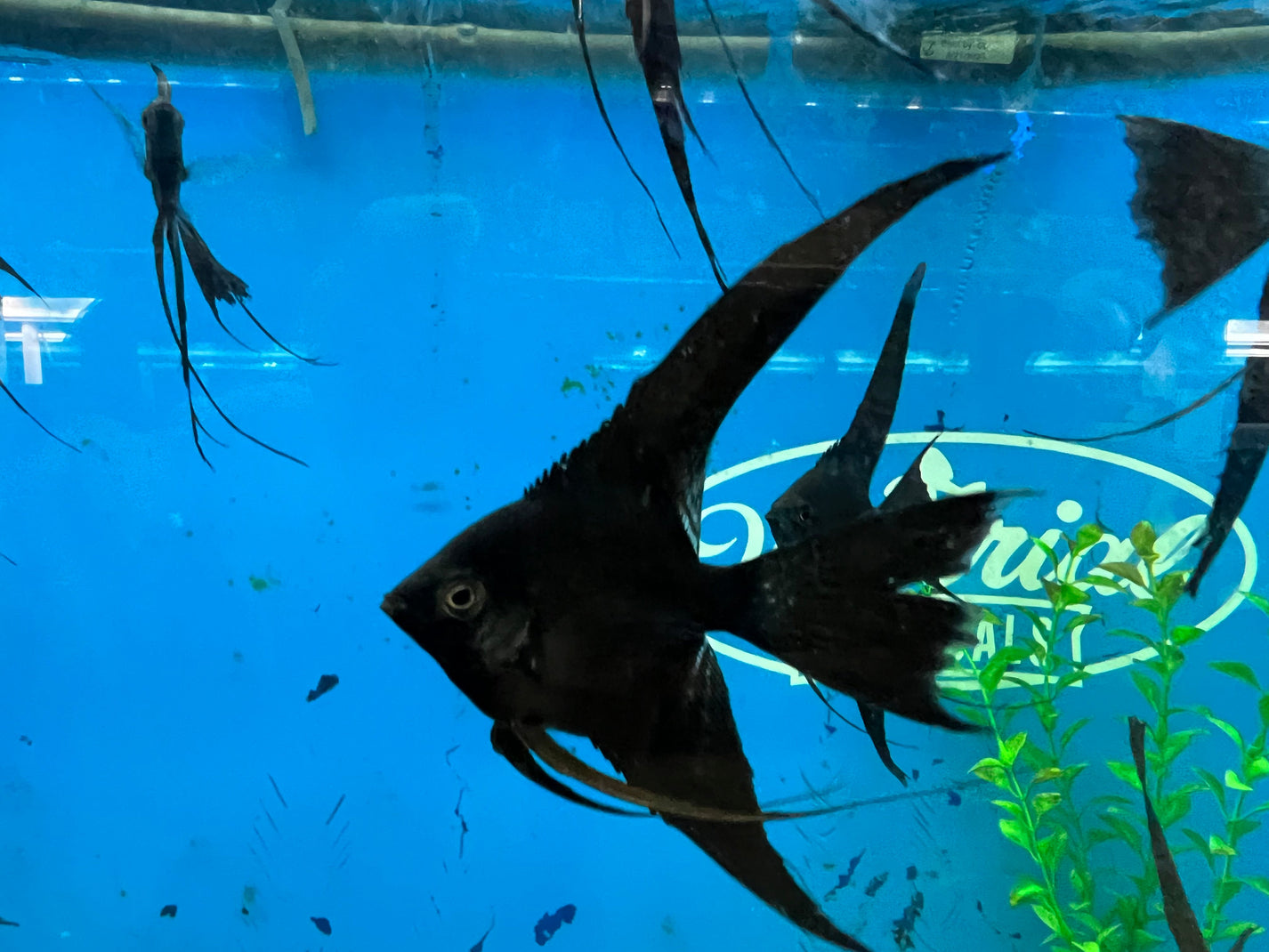 Black Veil-Tail Angelfish (Pterophyllum scalare) - shop Imperial Tropicals