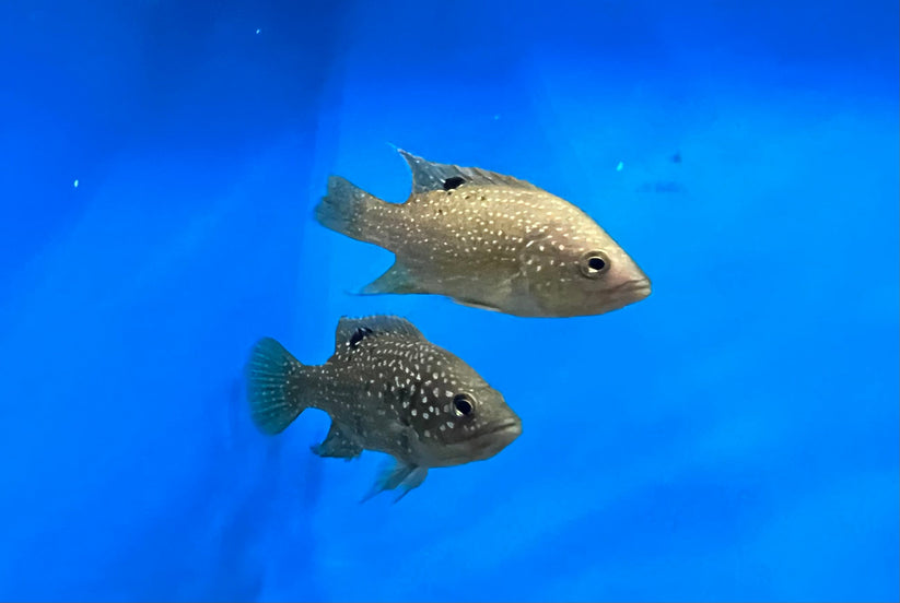 Starry Night Cichlid "Bleekeri" (Paratilapia polleni) - shop Imperial ...