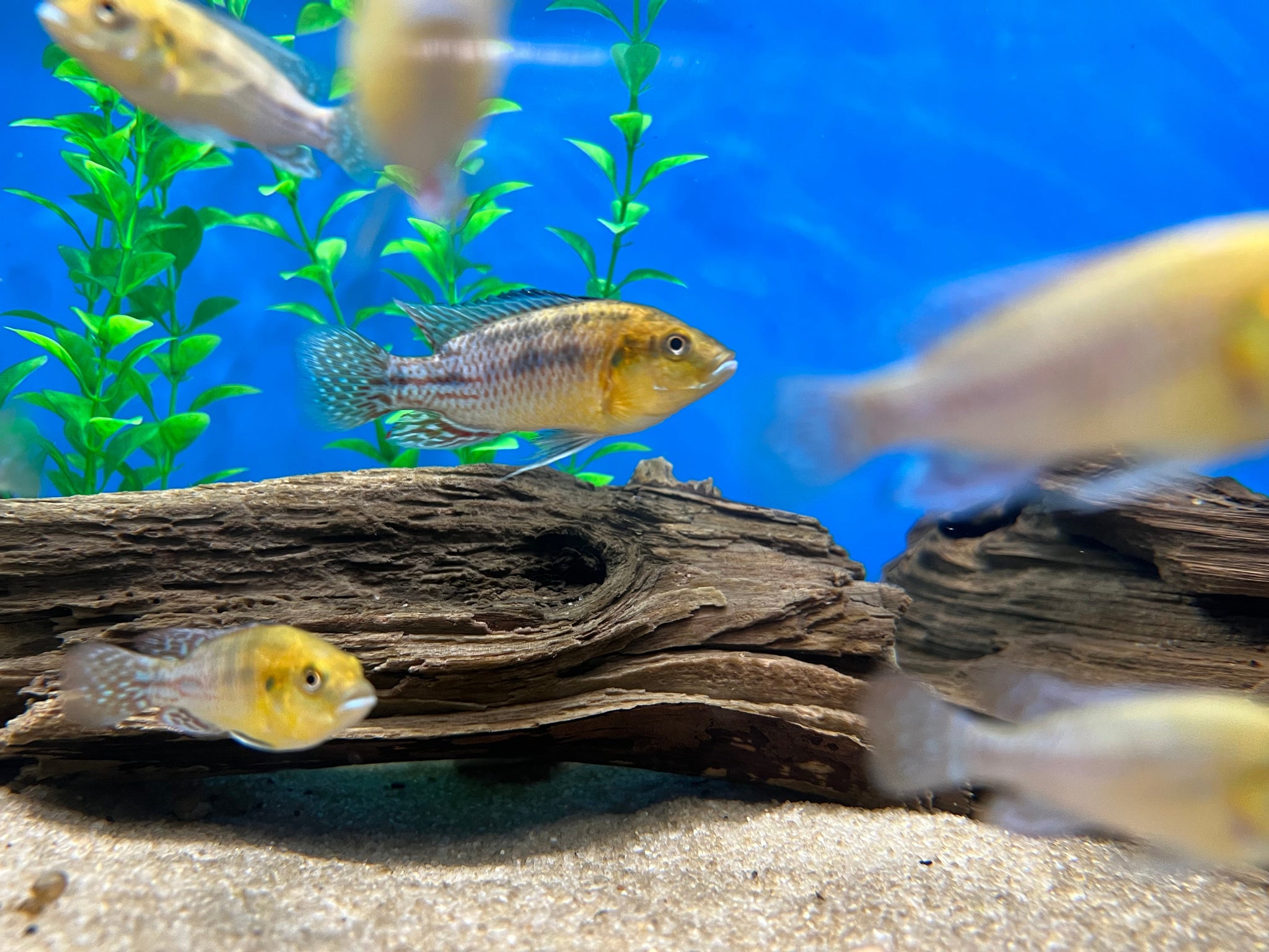 West African Mouthbrooder (Pseudocrenilabrus nicholsi) - shop Imperial ...