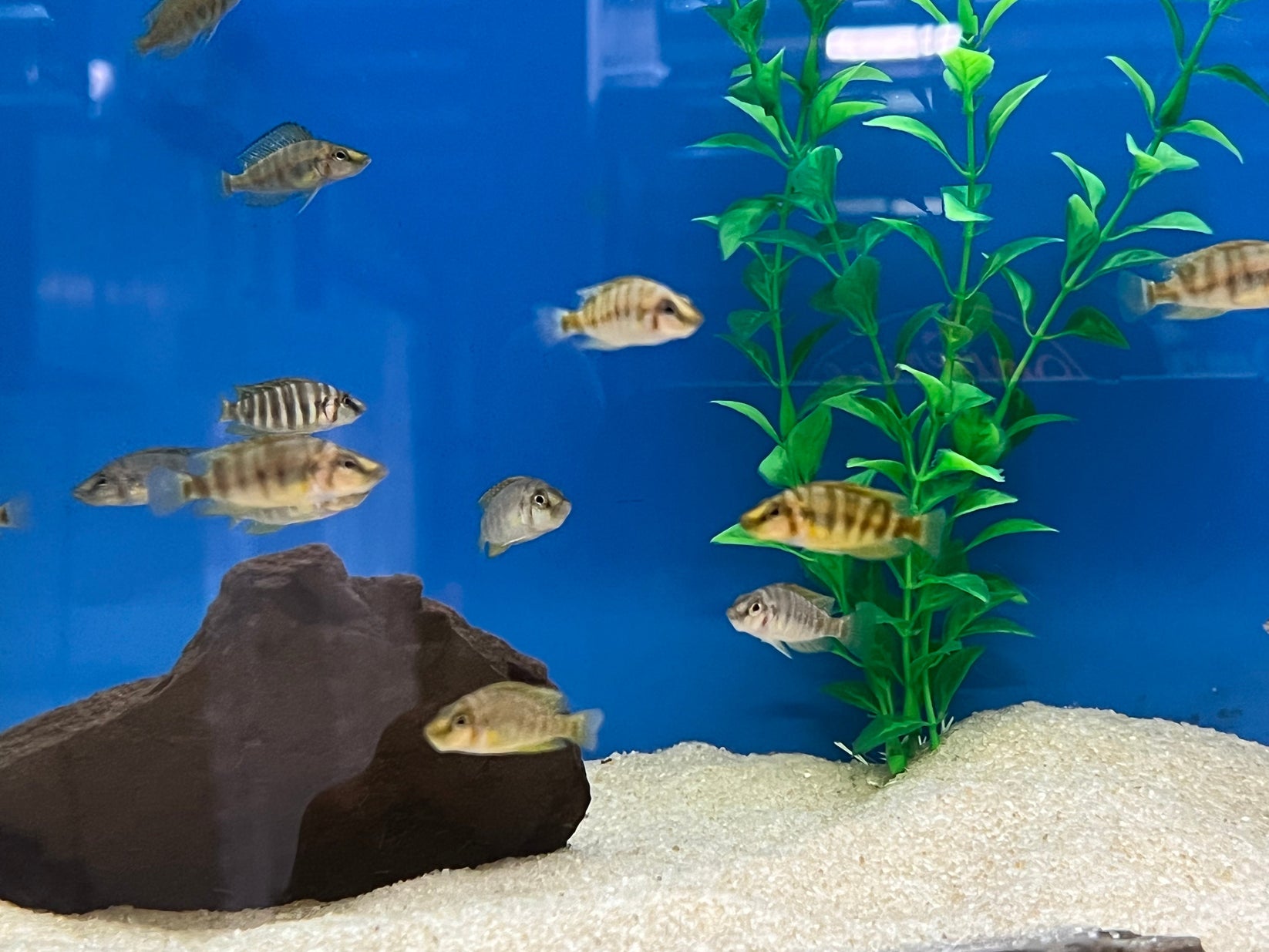 Fire Fin Compressiceps (Altolamprologus compressiceps) - shop Imperial ...