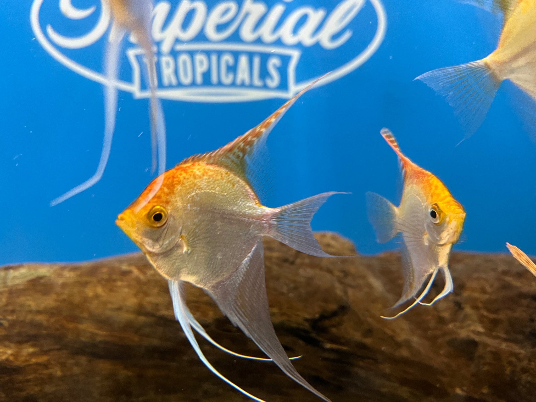 Gold Angelfish (Pterophyllum scalare) - shop Imperial Tropicals