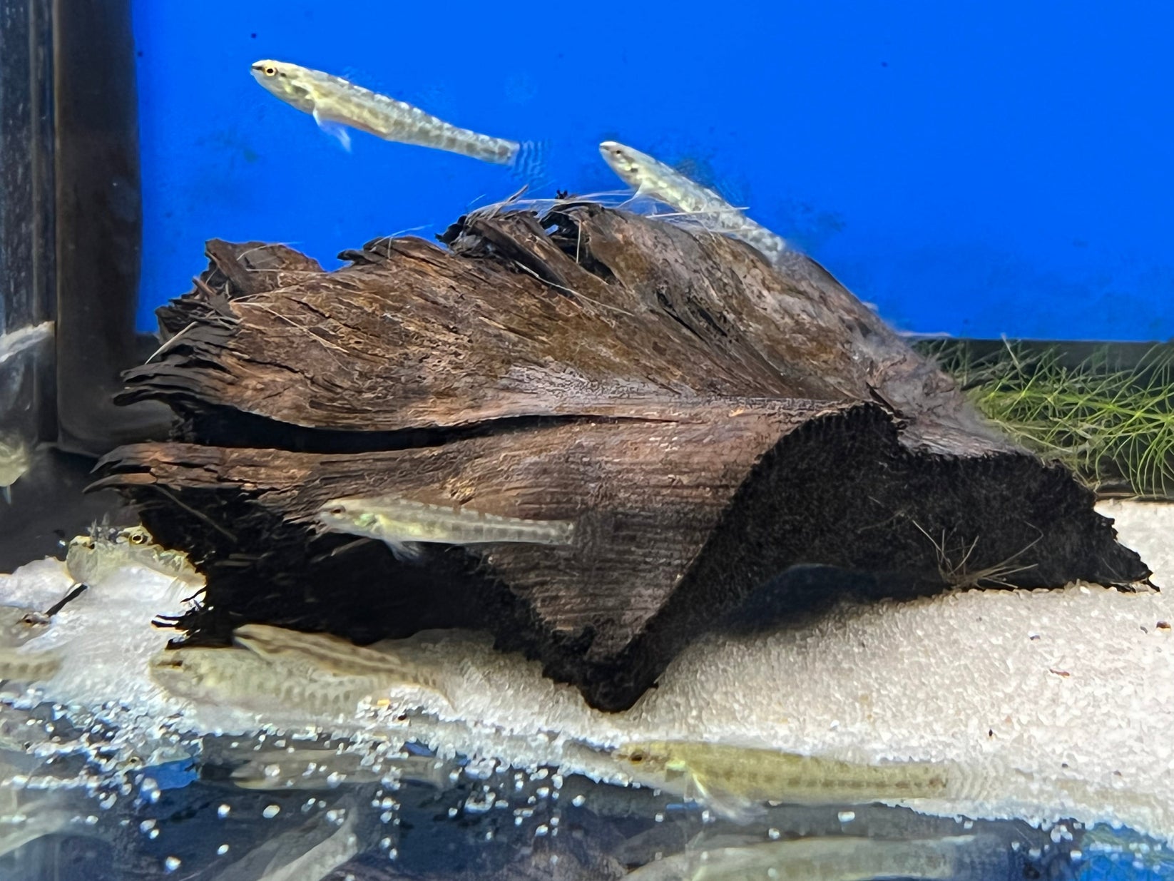 Swamp Darter ”Green Swamp” (Etheostoma fusiforme) - shop Imperial Tropicals