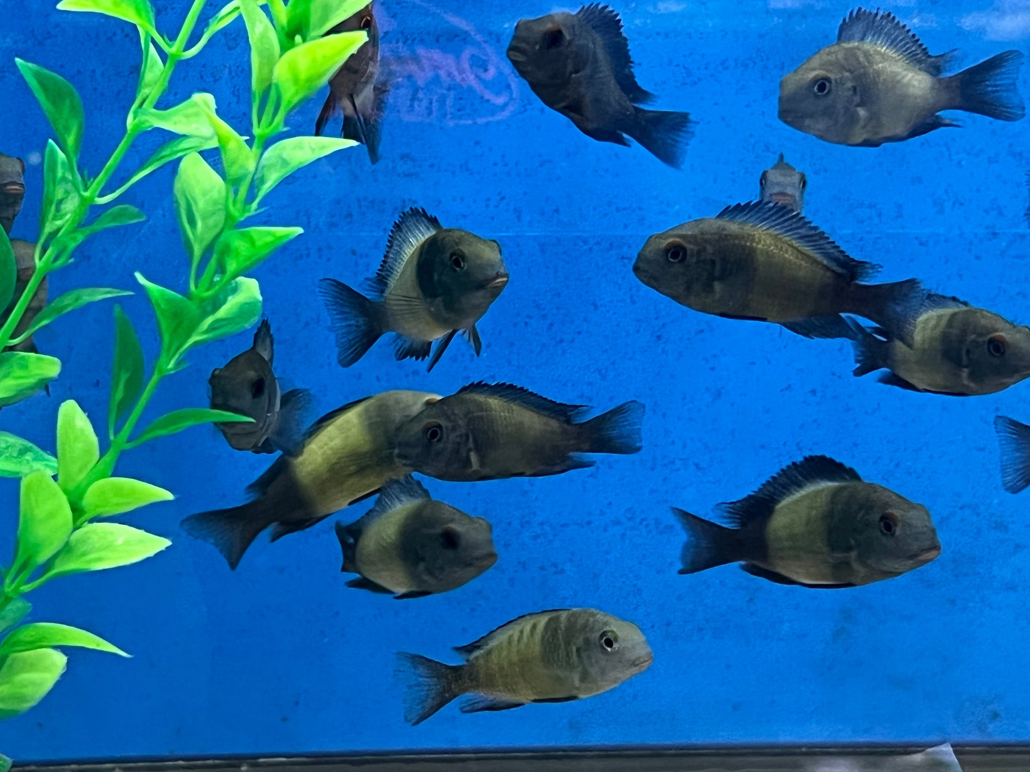 Tropheus sp. "Ikola" - shop Imperial Tropicals