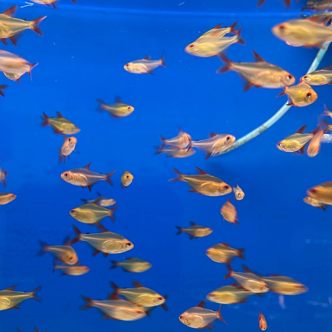 Red Cherry Tetra (Hyphessobrycon mzuel 17771) - shop Imperial Tropicals
