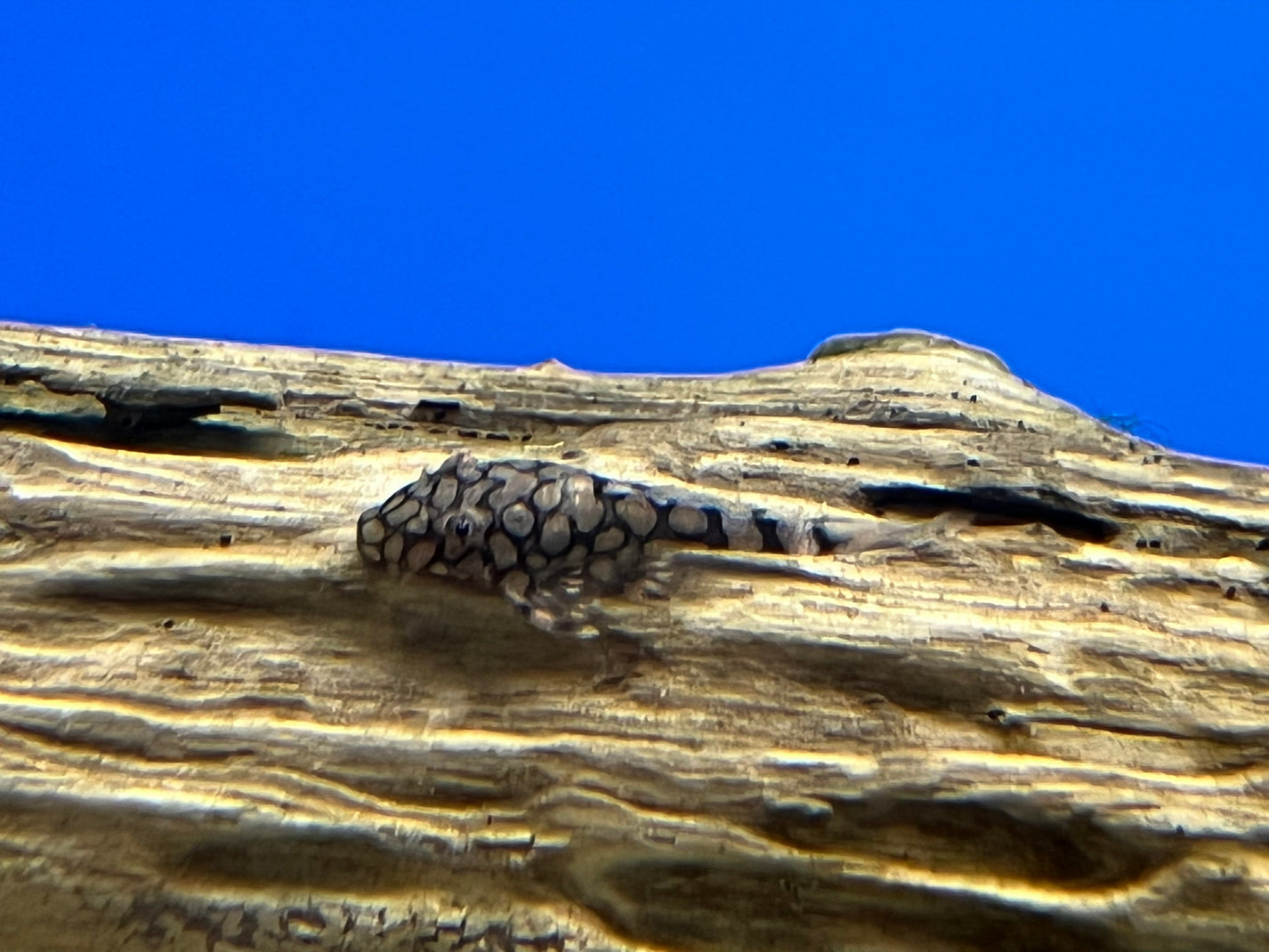 L519 Ancistrus “sp. Rio Itenez” - shop Imperial Tropicals