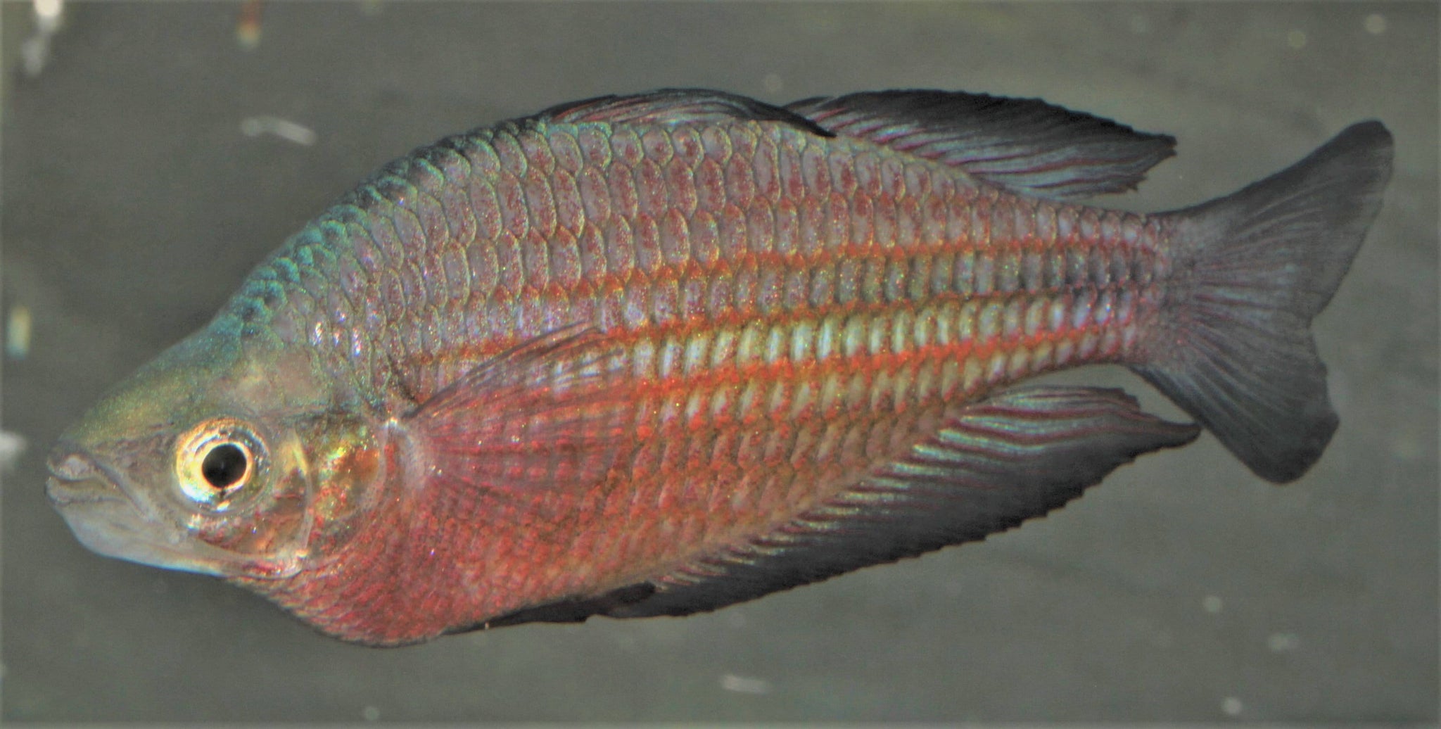 Black Fin Rainbowfish - Upper Katherine River (Melanotaenia splendida ...