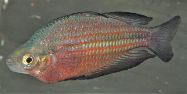 Black Fin Rainbowfish - Upper Katherine River (Melanotaenia splendida ...