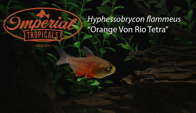 Orange Von Rio Tetra (Hyphessobrycon flammeus) - shop Imperial Tropicals
