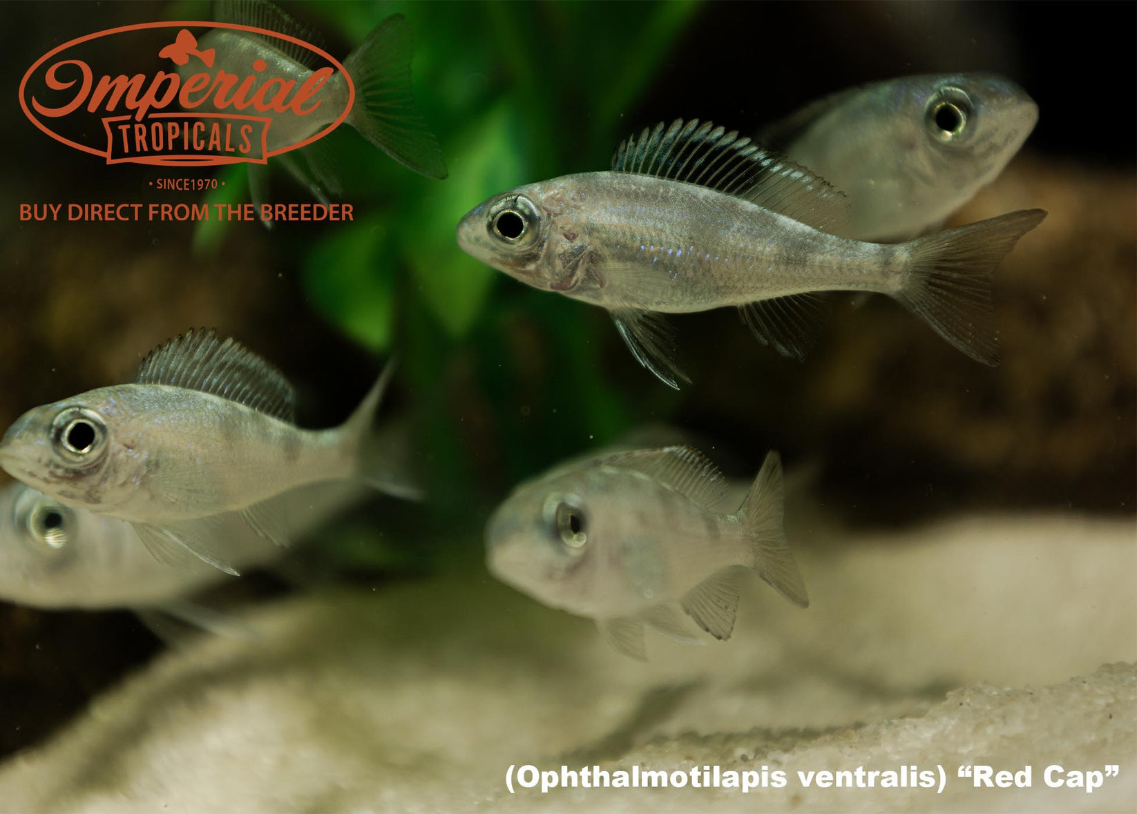 Ophthalmotilapia ventralis "Red Cap" - shop Imperial Tropicals