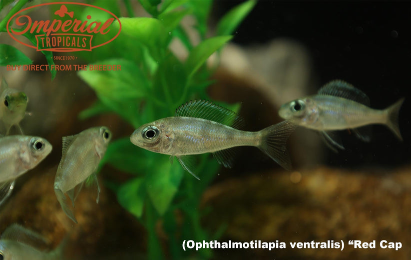 Ophthalmotilapia ventralis "Red Cap" - shop Imperial Tropicals