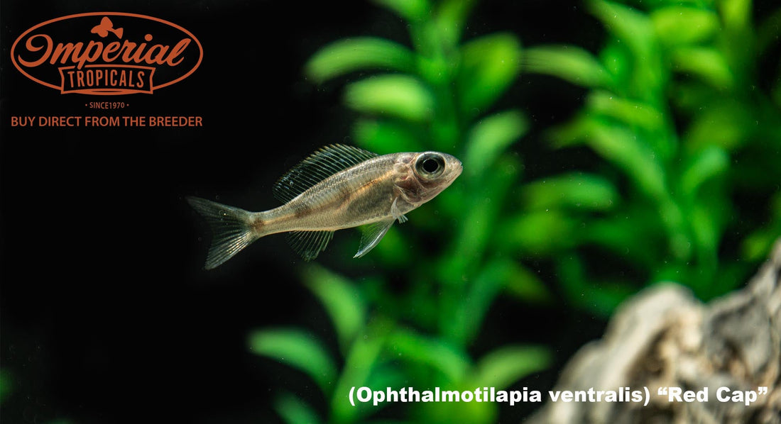 Ophthalmotilapia ventralis "Red Cap" - shop Imperial Tropicals