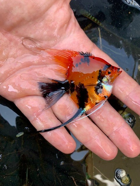 Red Koi Angelfish (Pterophyllum scalare) - shop Imperial Tropicals