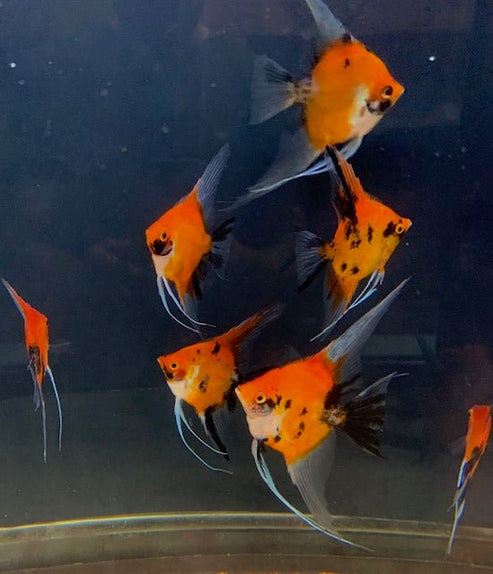 Red Koi Angelfish (Pterophyllum scalare) - shop Imperial Tropicals
