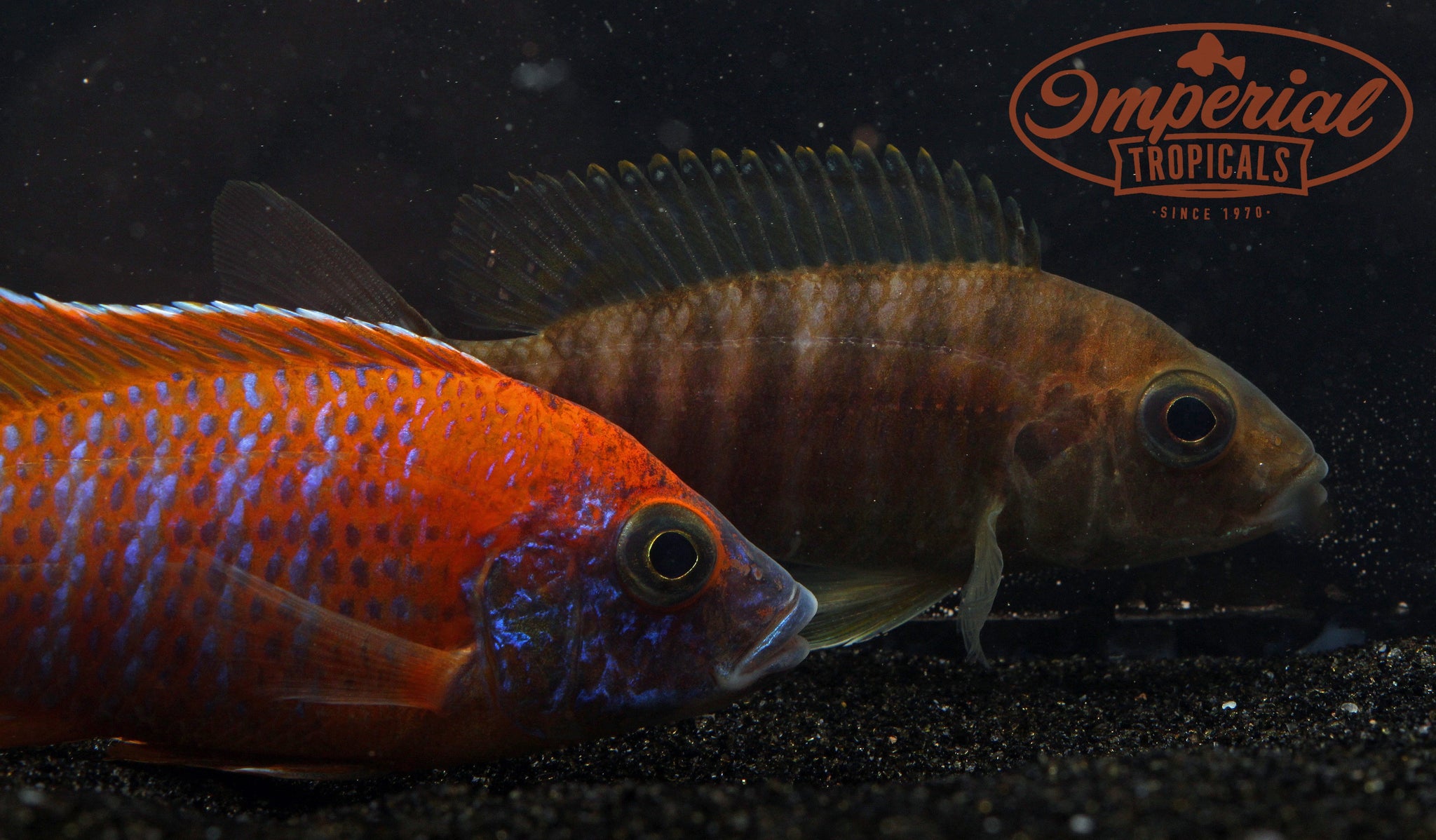 Ruby Red Peacock (Aulonocara sp. Maleri) - shop Imperial Tropicals
