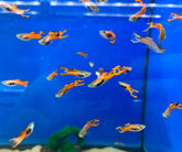 Endlers – Imperial Tropicals