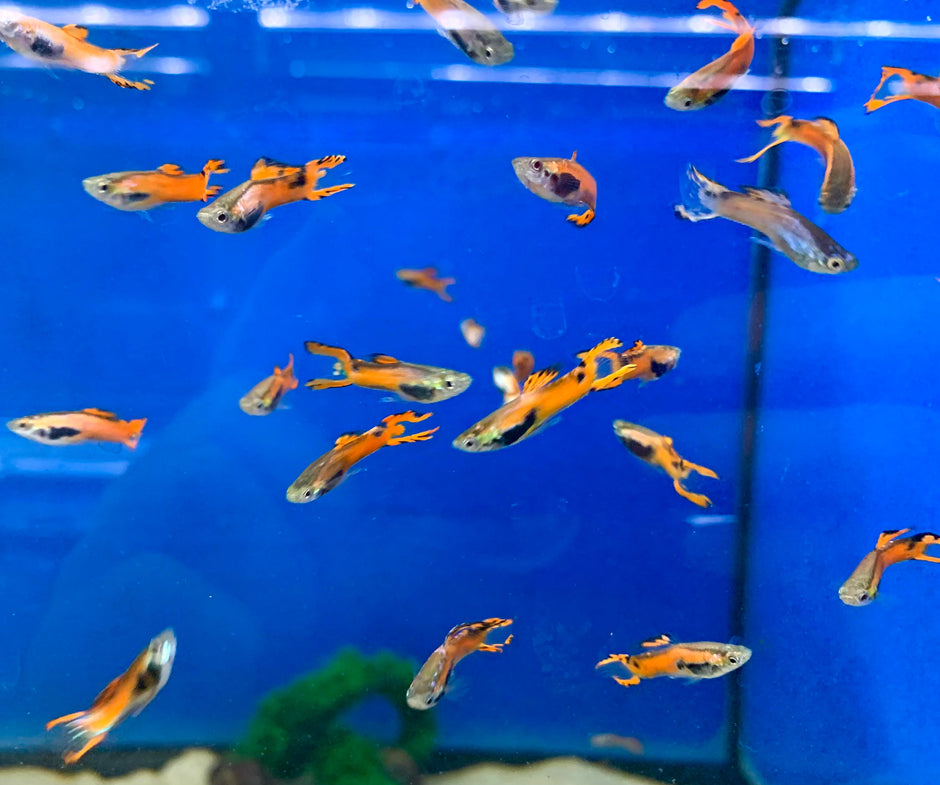 Endlers – Imperial Tropicals