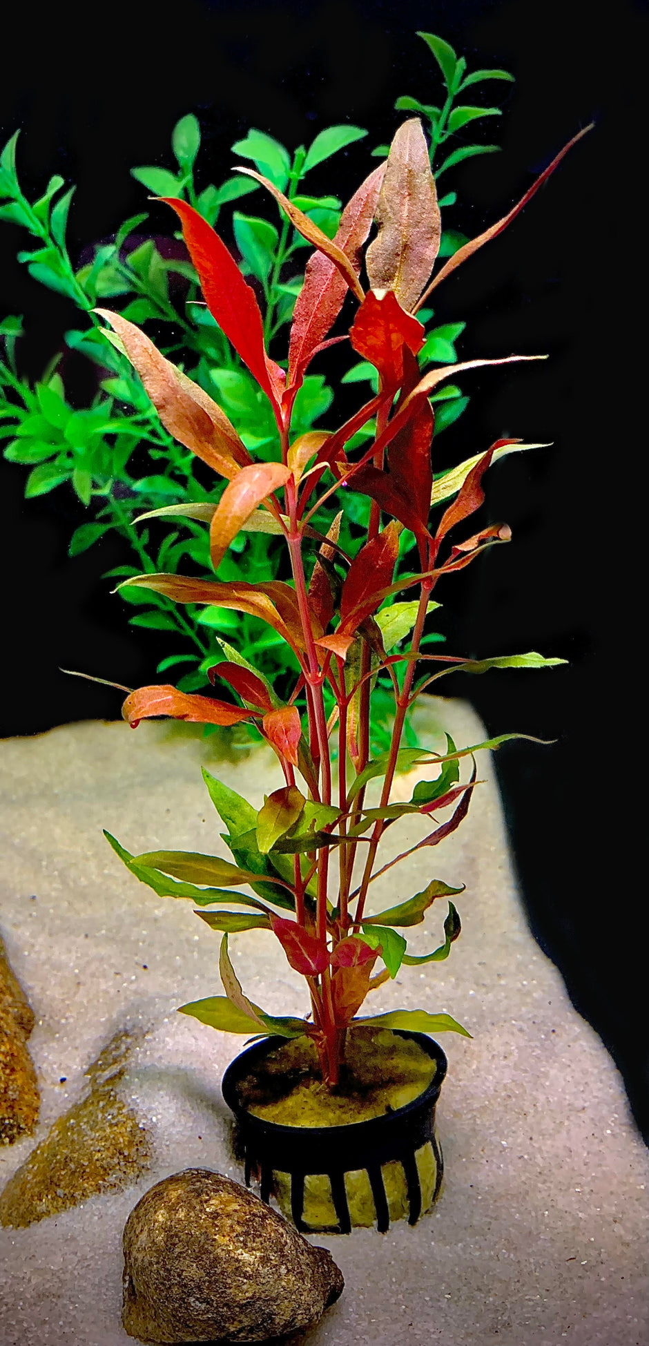 Aquatic Plants – Page 2 – Imperial Tropicals
