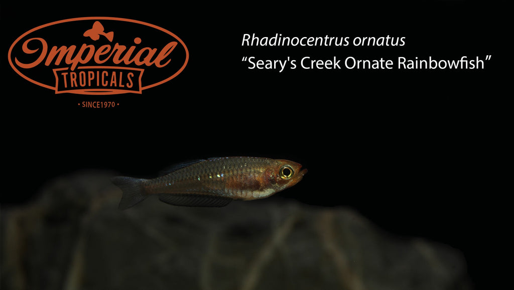 Seary's Creek Ornate Rainbowfish (Rhadinocentrus ornatus) – Imperial ...