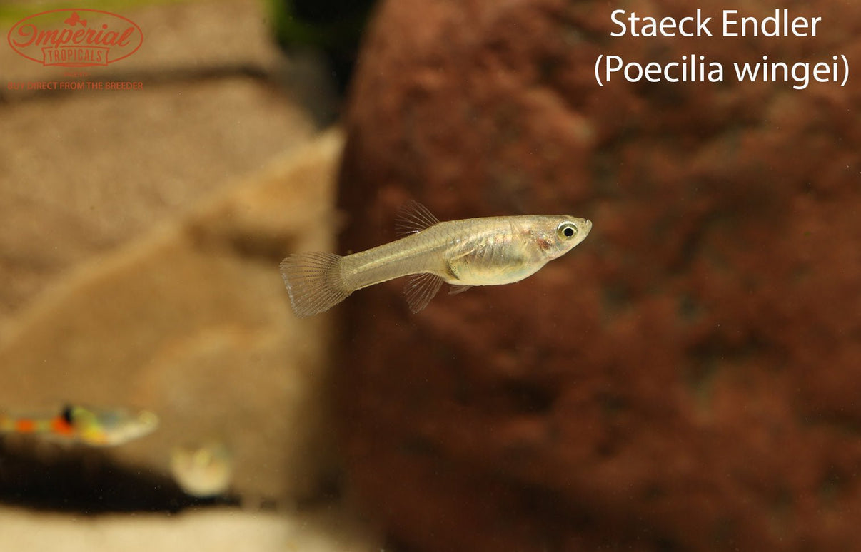 Red Tiger Endler's Livebearer (Poecilia sp.) - shop Imperial Tropicals