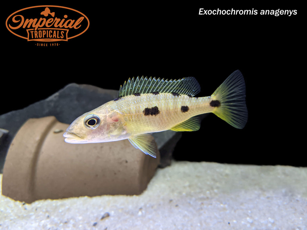 Three-Spot Torpedo (Exochochromis anagenys) – Imperial Tropicals